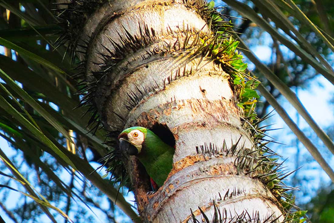 Guacamayo Eco Lodge | Amangala Adventures